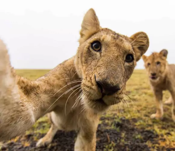 Watch Africa's wildlife Live - live streaming cameras from Africa's ...